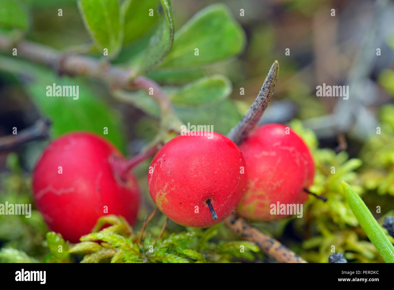 Cranberry wildnis -Fotos und -Bildmaterial in hoher Auflösung – Alamy