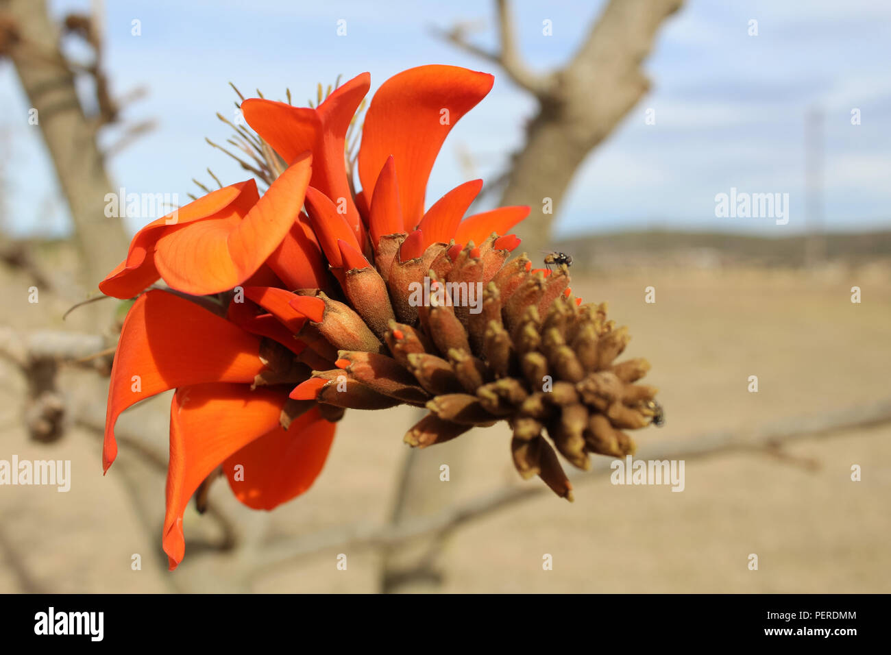 Wilde blume der gartenpflanze -Fotos und -Bildmaterial in hoher ...
