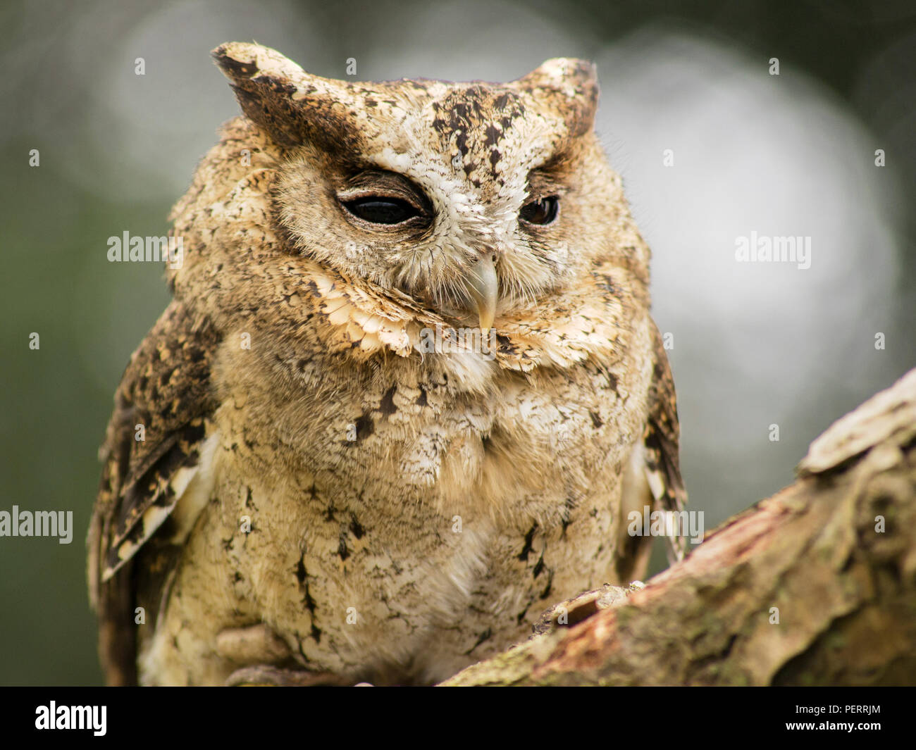 Asiatische eulen -Fotos und -Bildmaterial in hoher Auflösung – Alamy