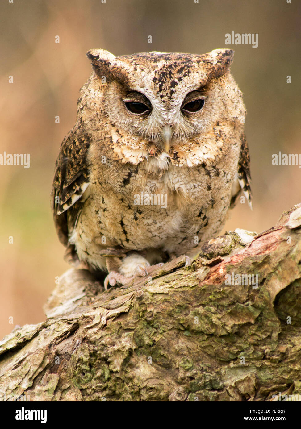 Asiatische eulen -Fotos und -Bildmaterial in hoher Auflösung – Alamy