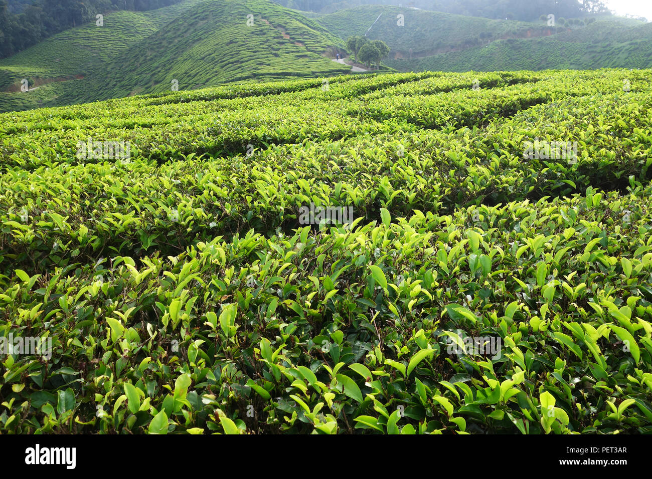 Tee-Plantage befindet sich in Cameron Highlands, Malaysia ...