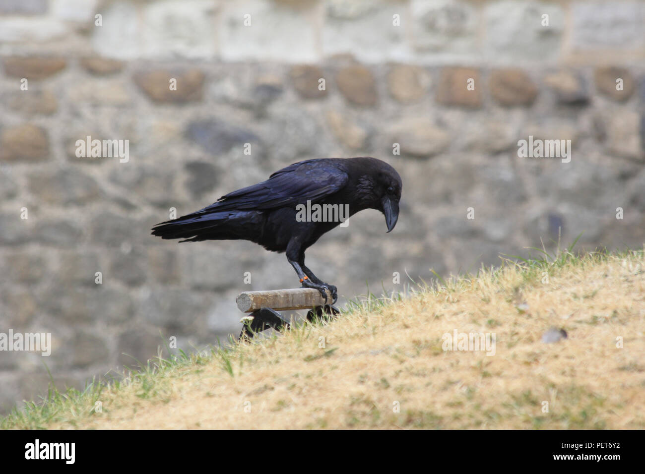Beefeater ravens -Fotos und -Bildmaterial in hoher Auflösung – Alamy
