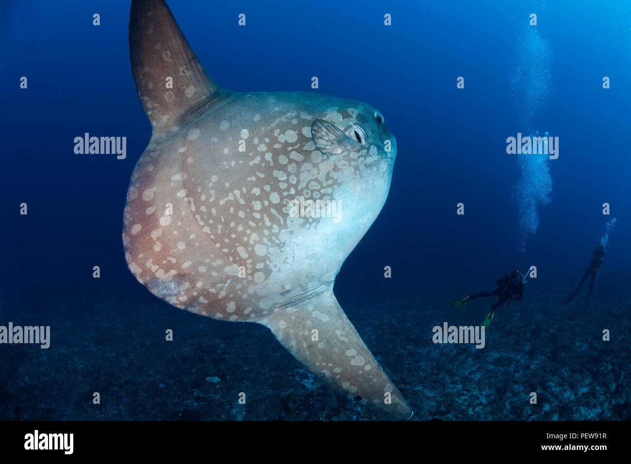 Mondfisch, Mola Mola und Taucher in Crystal Bay, Nusa Penida, Insel ...