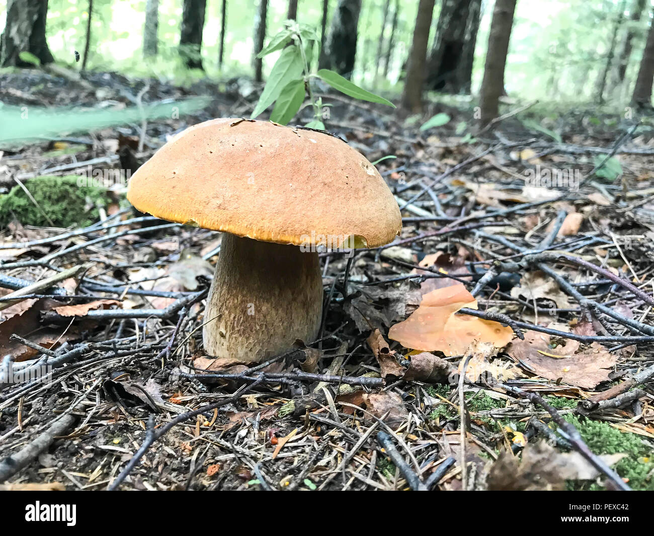 Essbare Bedruckungstinte weiß Pilze Steinpilze, im Wald wachsen. Studio ...