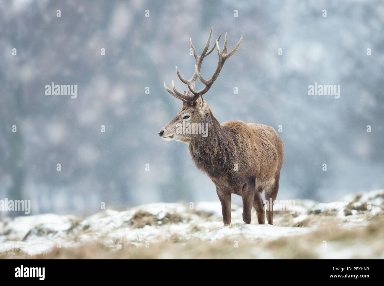 Hirsche Im Schnee Stockfotos und -bilder Kaufen - Alamy
