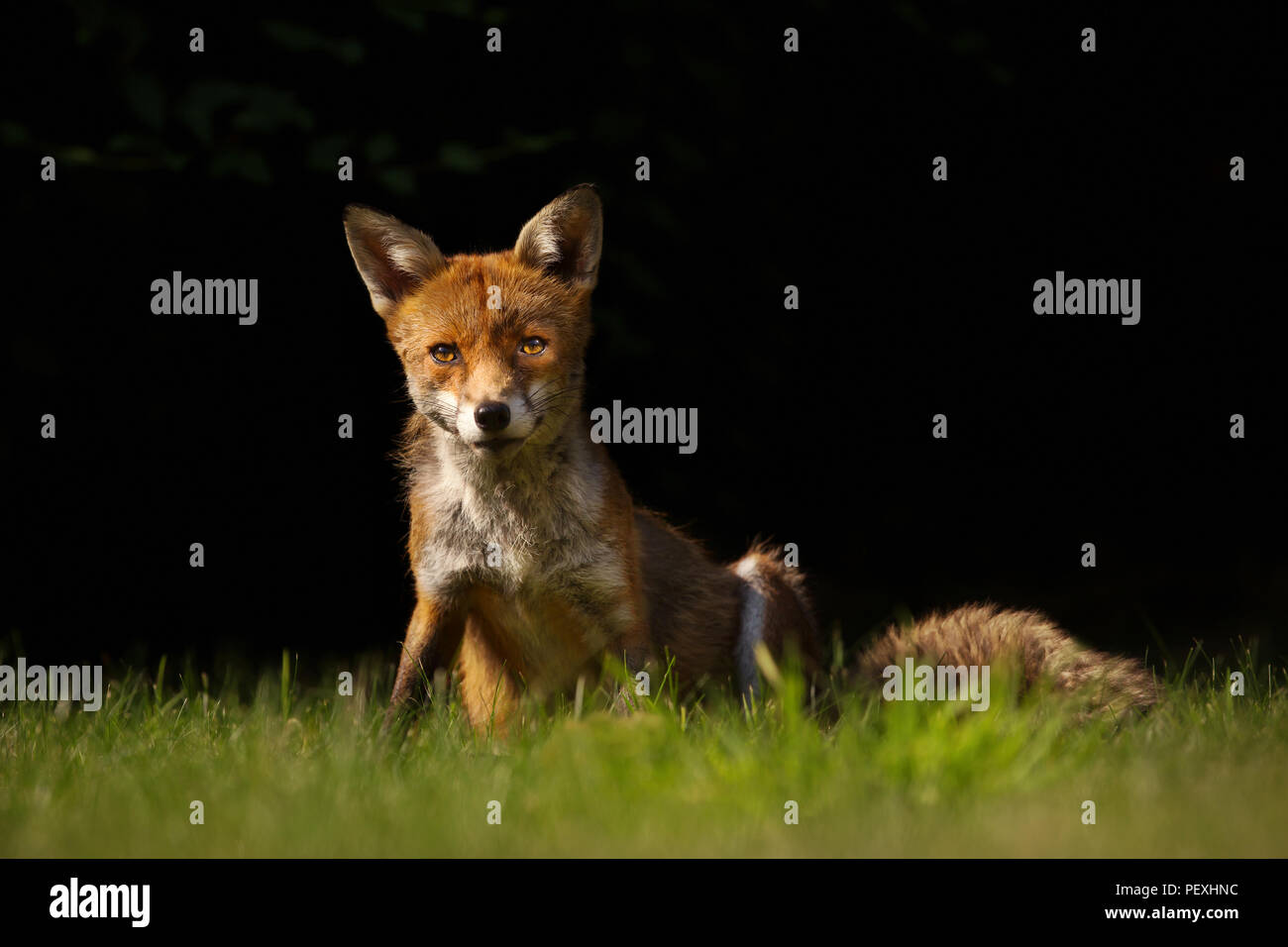 Roter fuchs, der auf gras sitzt -Fotos und -Bildmaterial in hoher ...