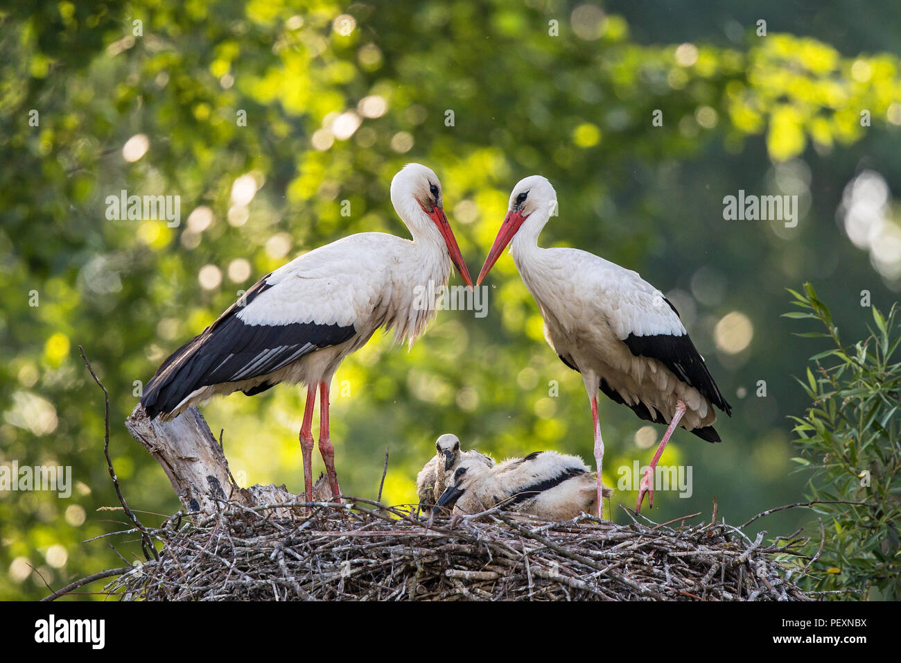 Storch familie -Fotos und -Bildmaterial in hoher Auflösung – Alamy