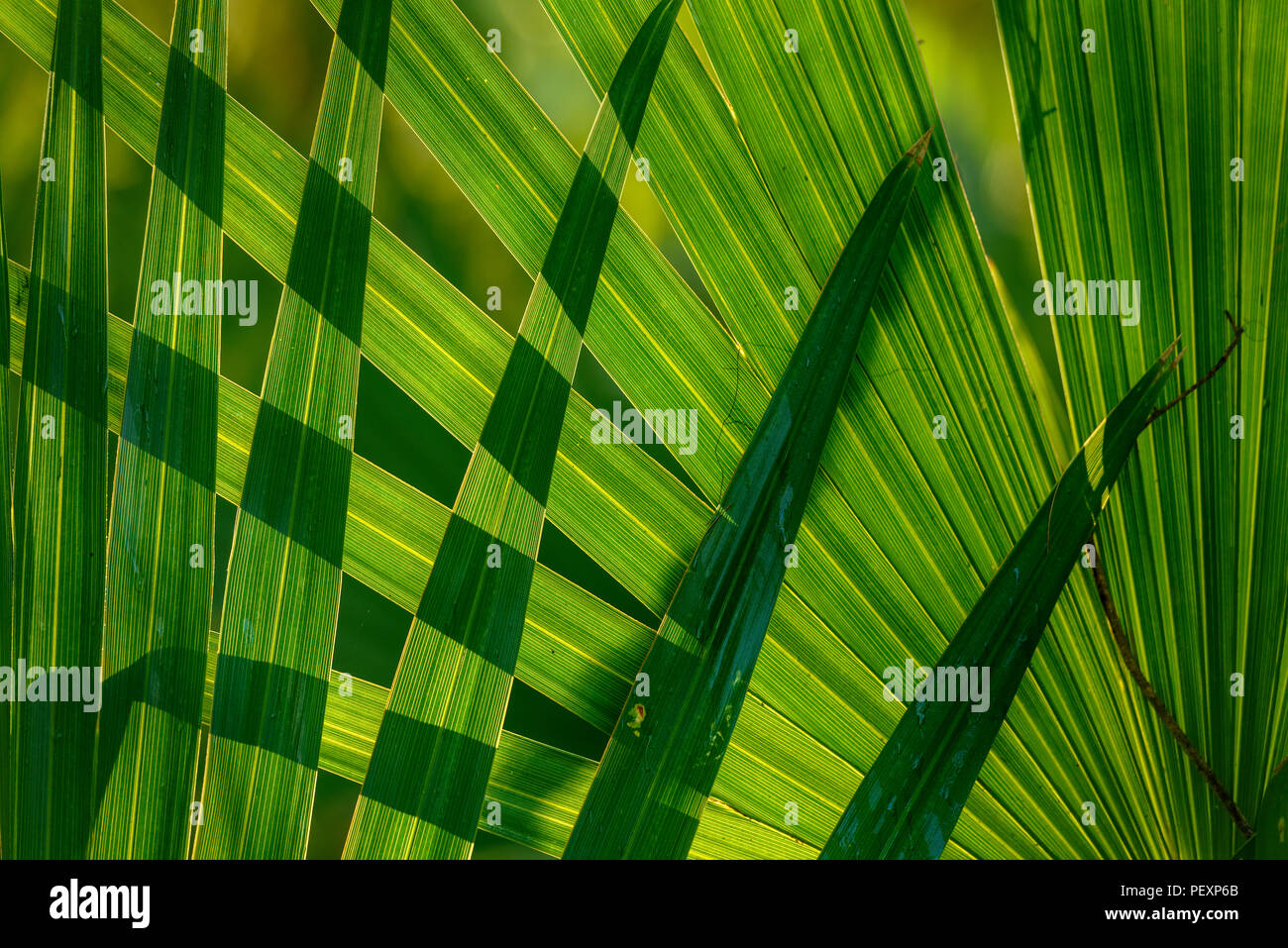 Palmetto understory -Fotos und -Bildmaterial in hoher Auflösung – Alamy