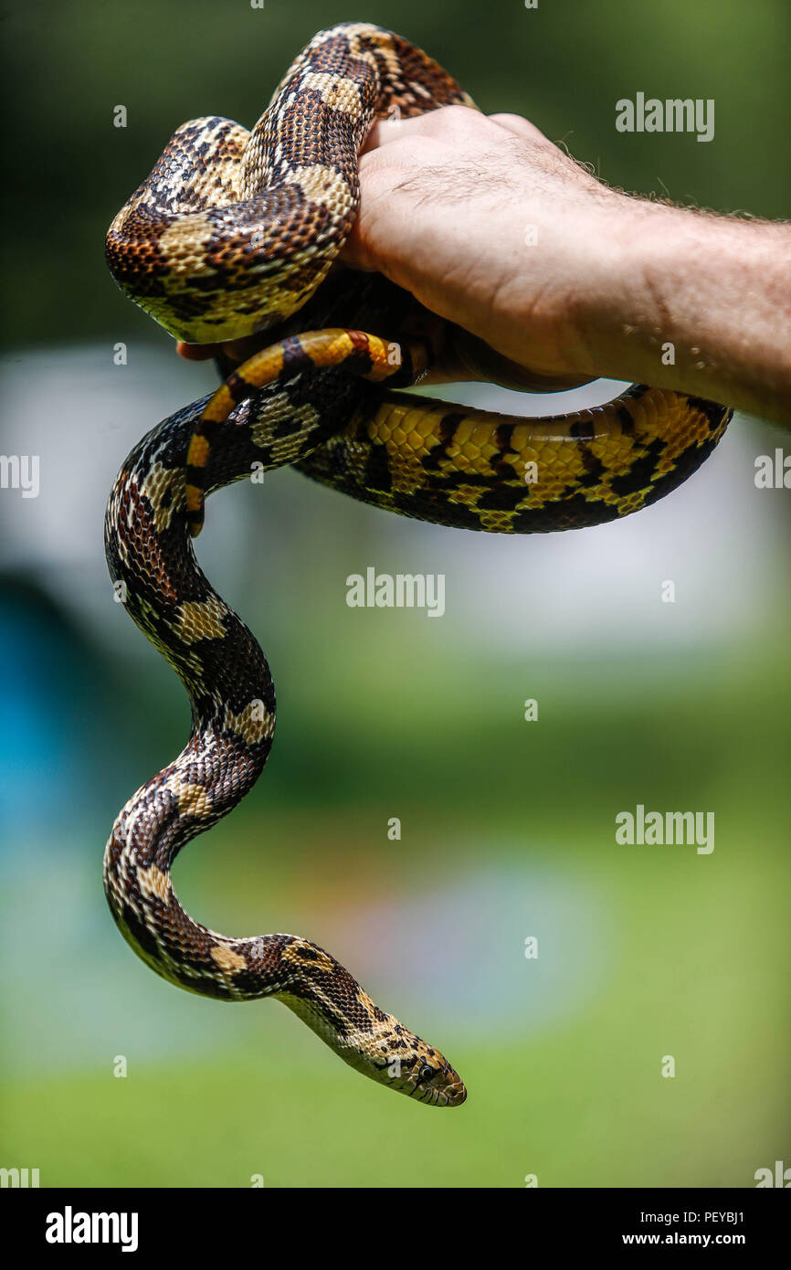 Serpiente de Gopher (de Pituophis catenifer) Gopher snake (Pituophis ...