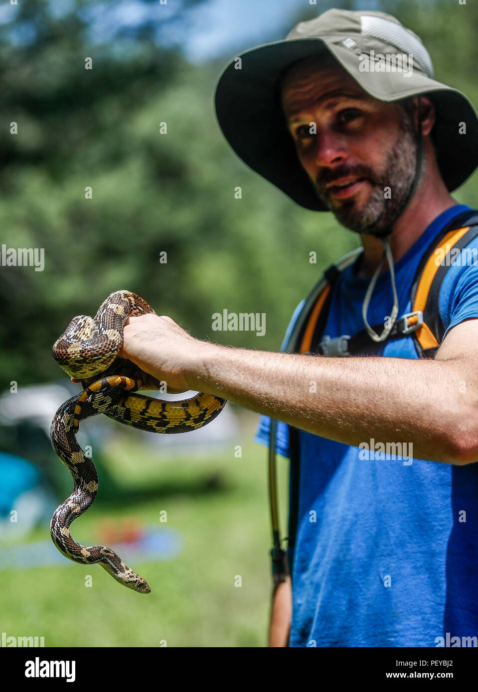 Serpiente de Gopher (de Pituophis catenifer) Gopher snake (Pituophis ...