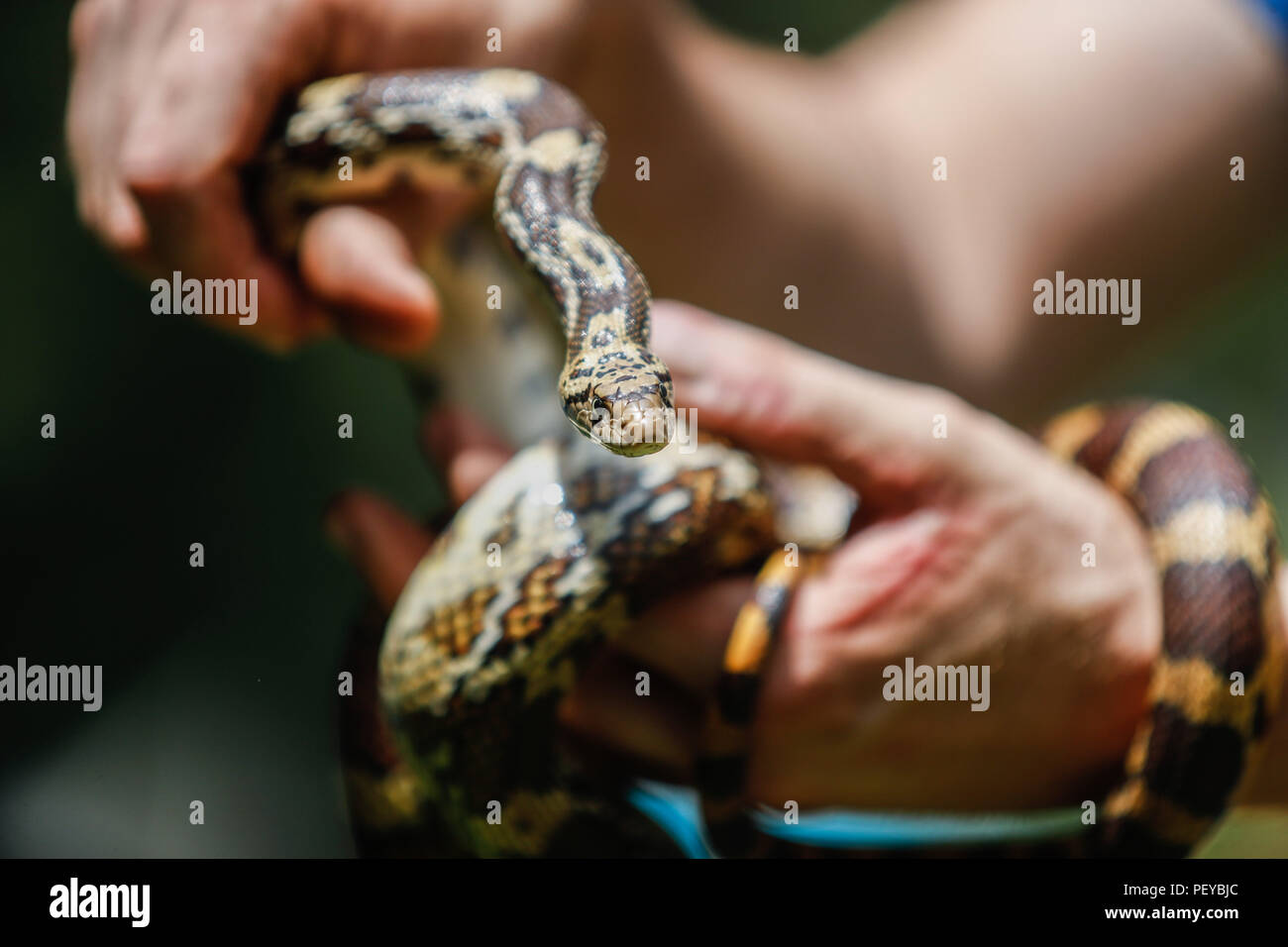 Serpiente de Gopher (de Pituophis catenifer) Gopher snake (Pituophis ...