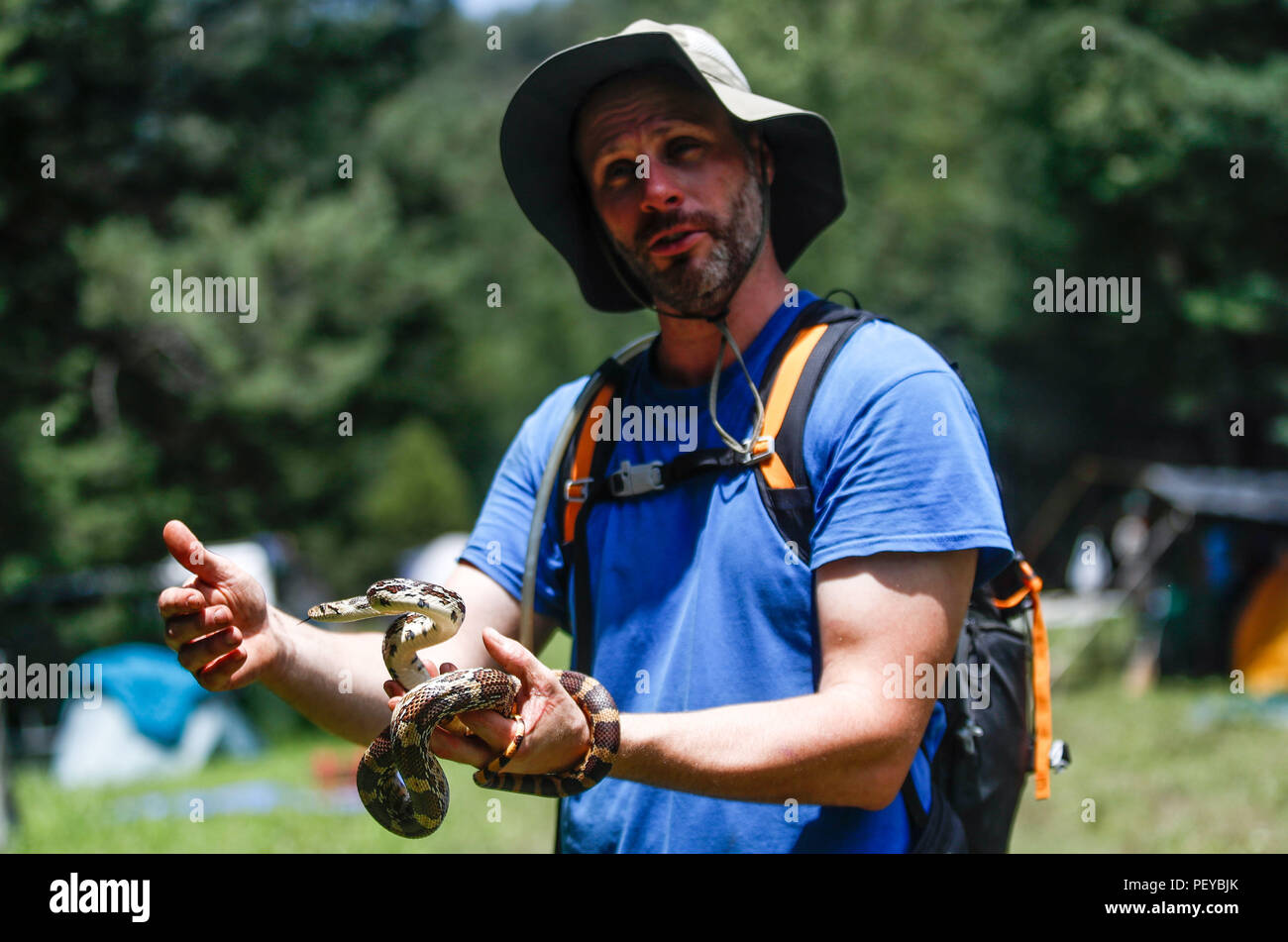 Serpiente de Gopher (de Pituophis catenifer) Gopher snake (Pituophis ...