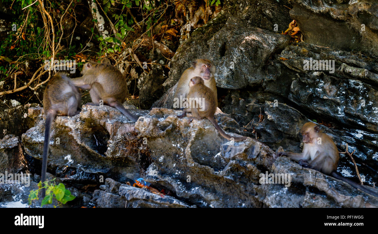 Eine kleine Gruppe von Affen auf den Felsen am Monkey Island, Thailand ...