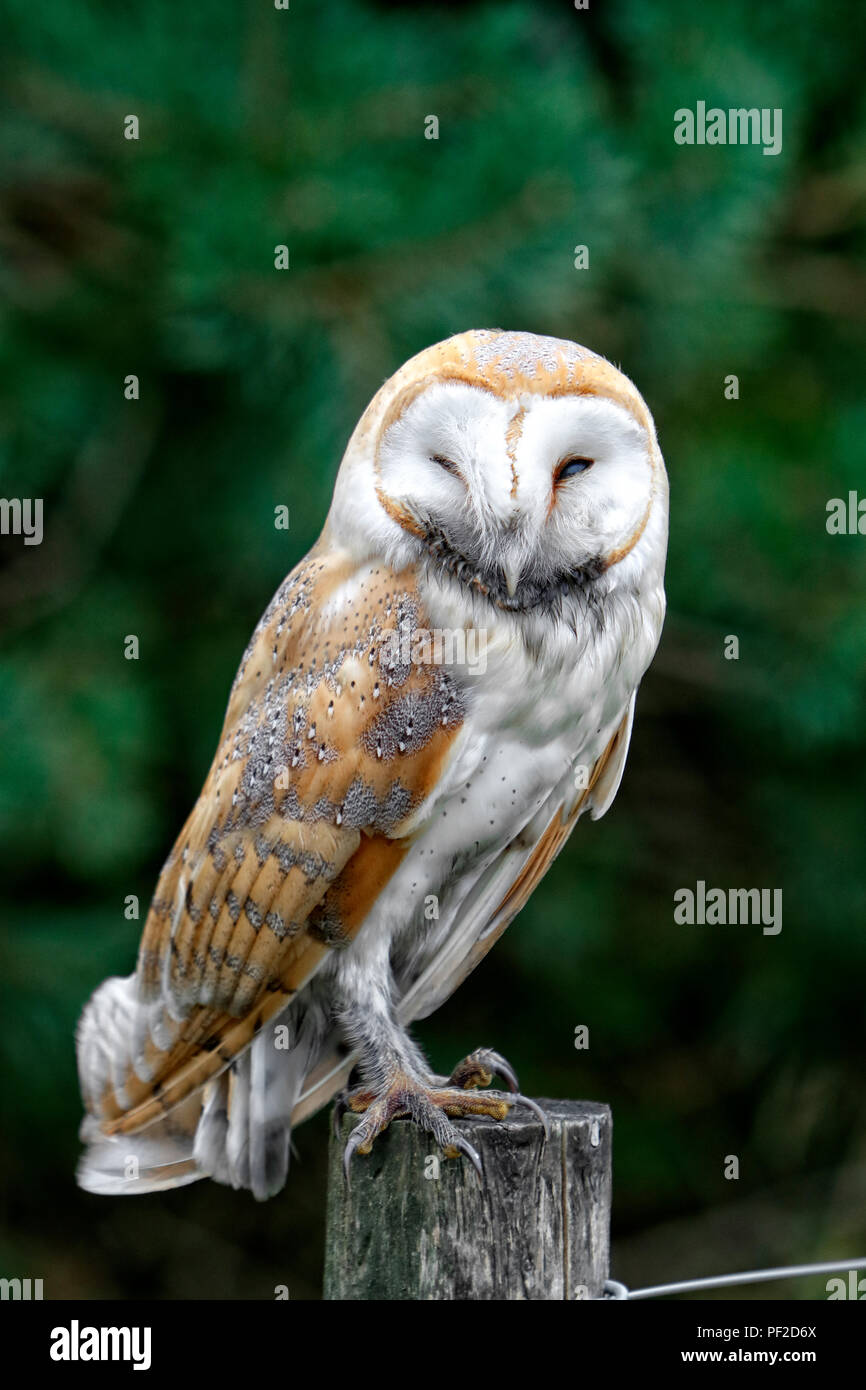 Schleiereule nidderdale -Fotos und -Bildmaterial in hoher Auflösung – Alamy