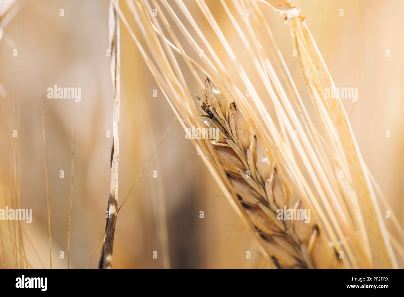 Sichtbare pflanzenteile -Fotos und -Bildmaterial in hoher Auflösung – Alamy