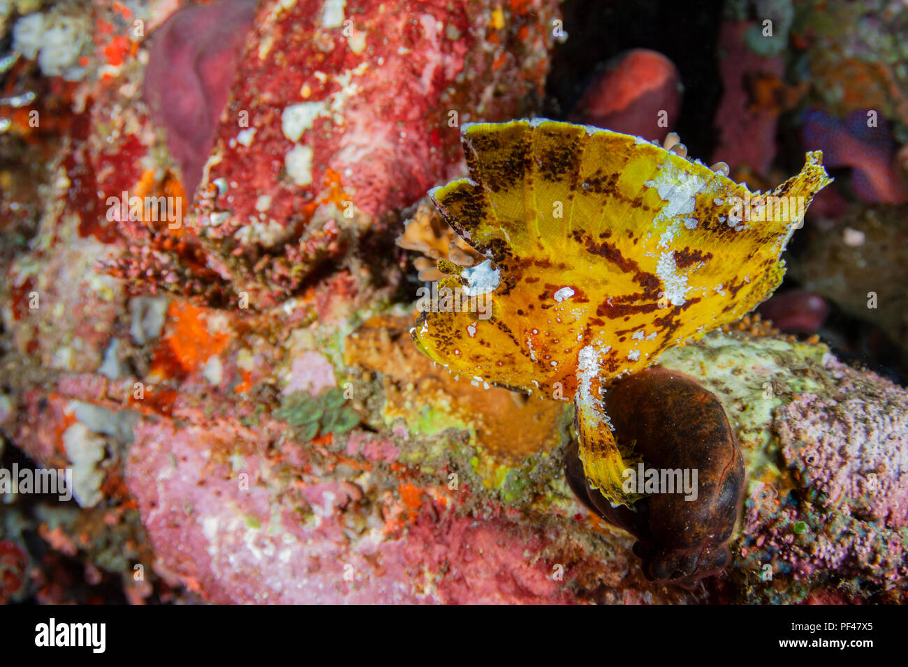 Scorpion fish leaf fish -Fotos und -Bildmaterial in hoher Auflösung – Alamy