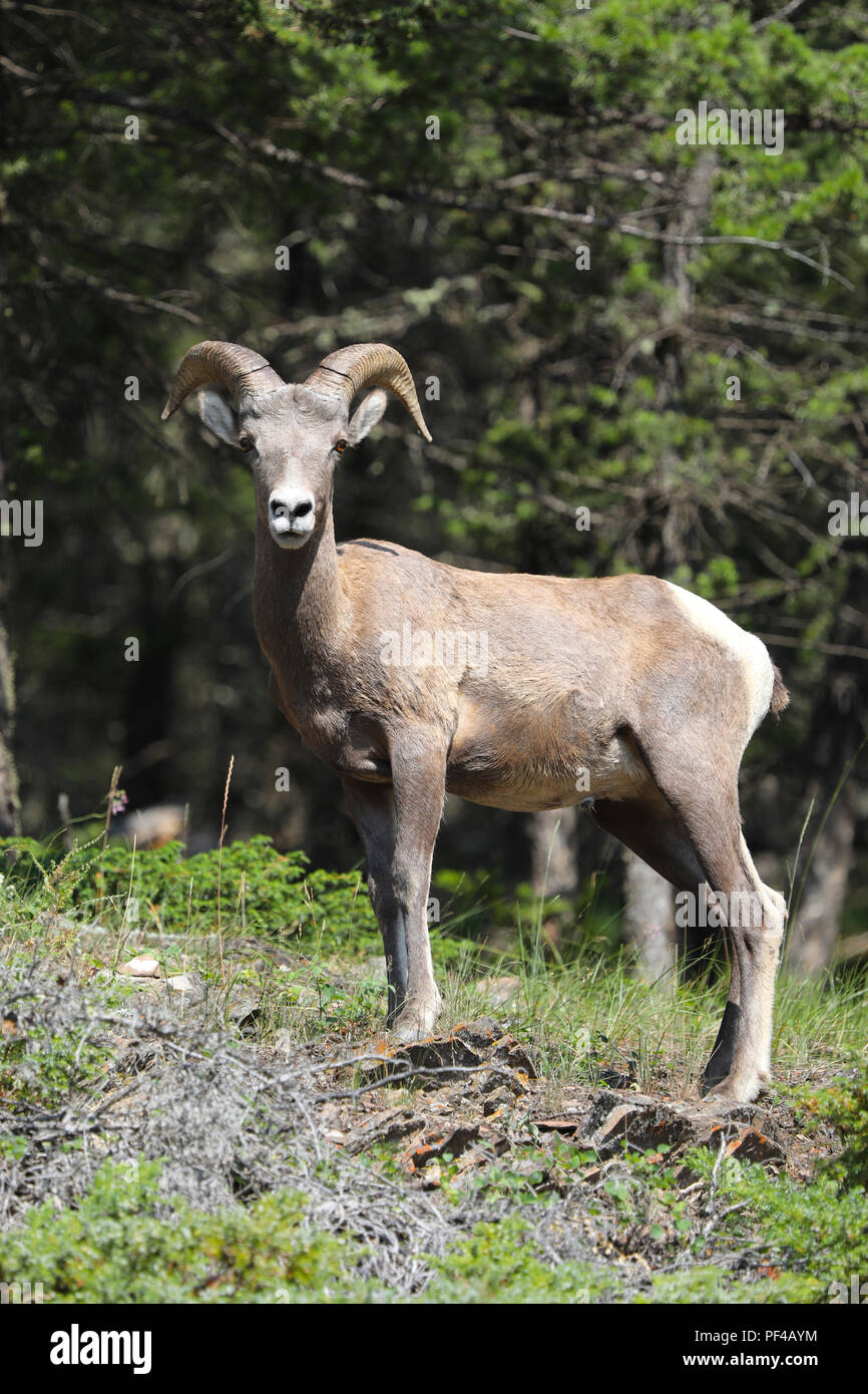 Bighorn schaf mutterschaf -Fotos und -Bildmaterial in hoher Auflösung ...