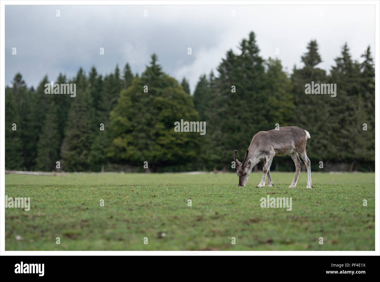 Rentiere junges tier -Fotos und -Bildmaterial in hoher Auflösung – Alamy