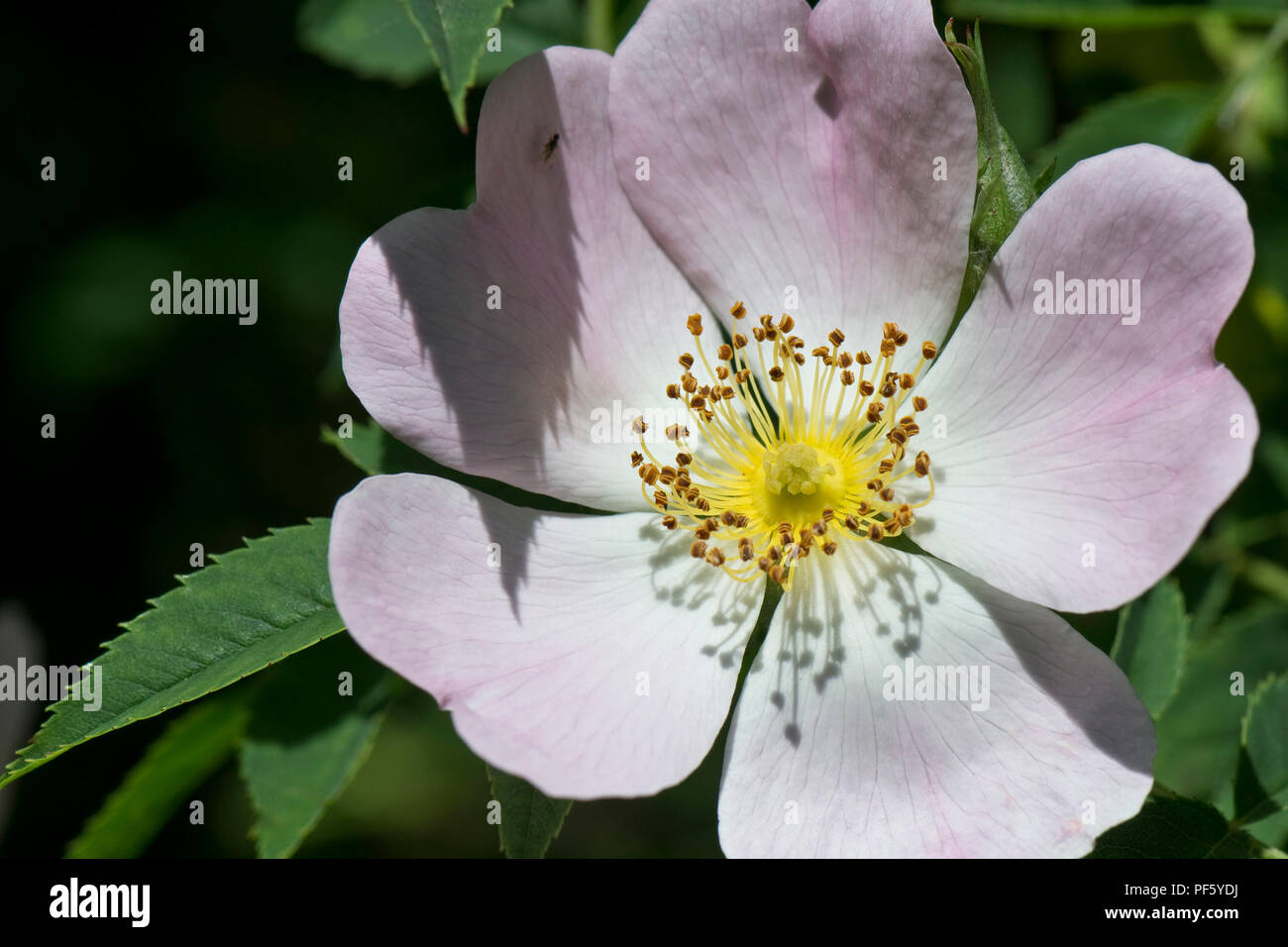 Hund rose oder heiderose -Fotos und -Bildmaterial in hoher Auflösung ...
