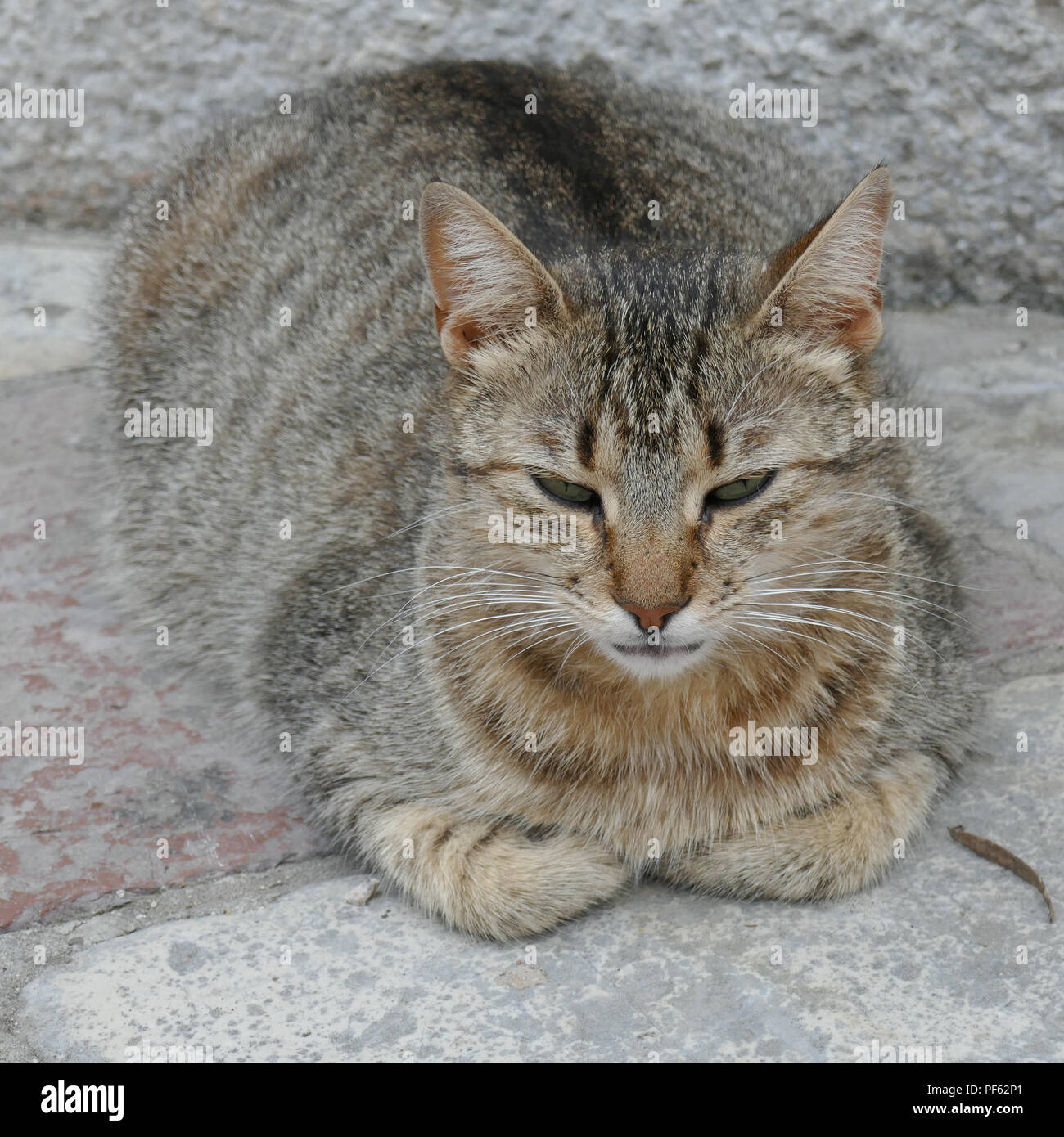 Cats Of Kotor Stockfotos und -bilder Kaufen - Alamy