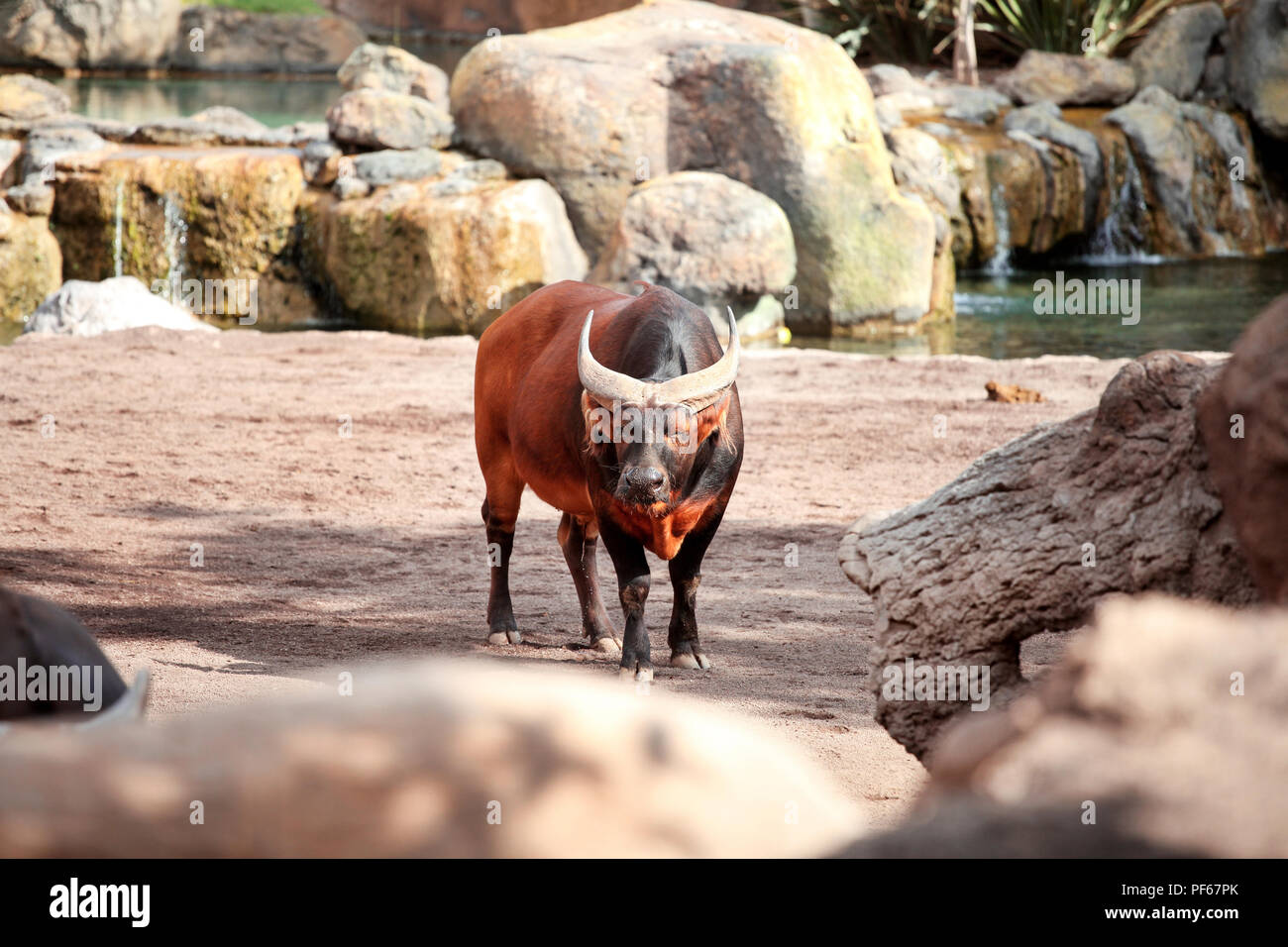 African plough -Fotos und -Bildmaterial in hoher Auflösung – Alamy