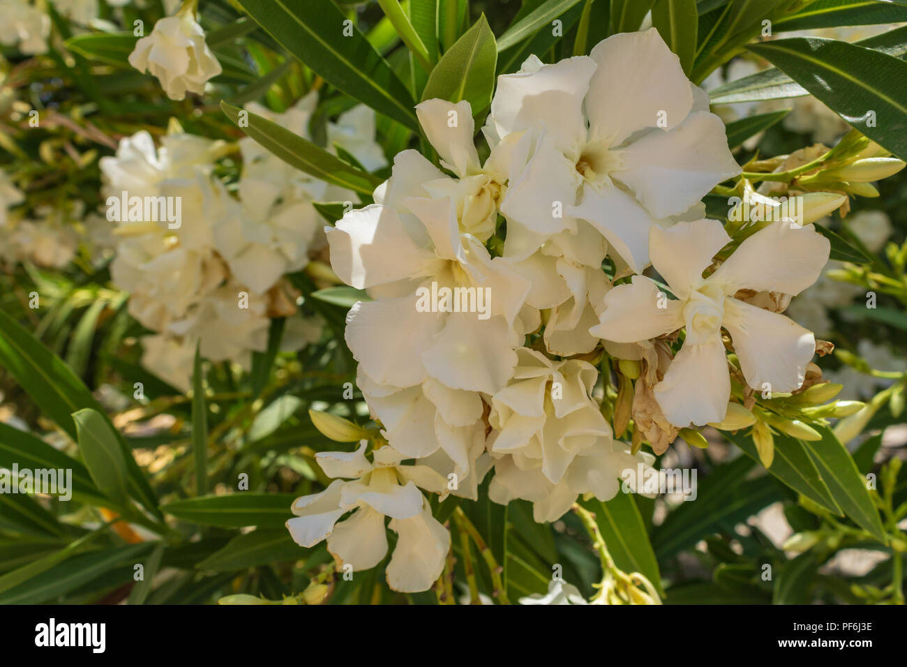 Oleanders nerium oleander -Fotos und -Bildmaterial in hoher Auflösung – Alamy
