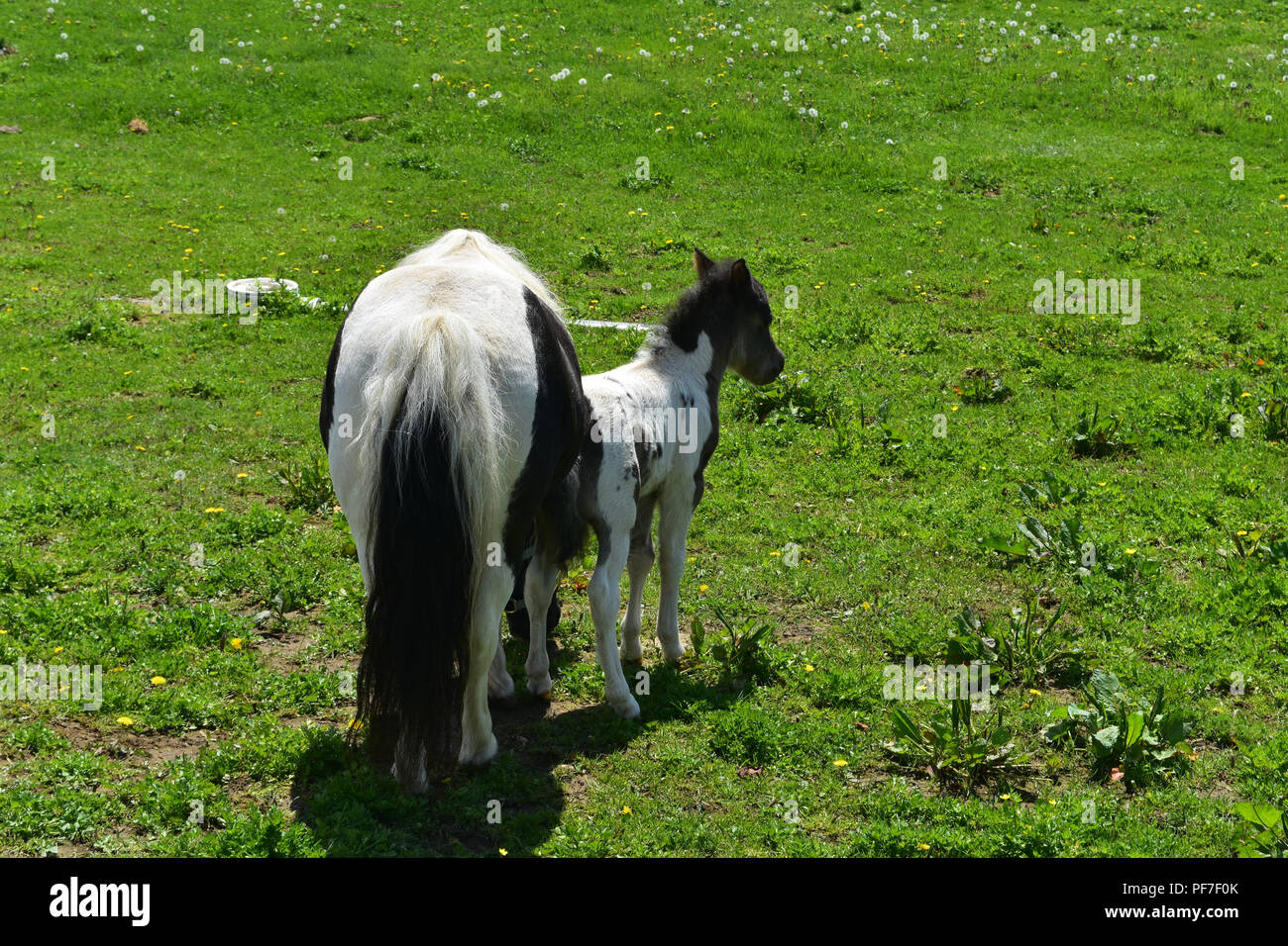 Miniaturpferd jährling fohlen -Fotos und -Bildmaterial in hoher ...