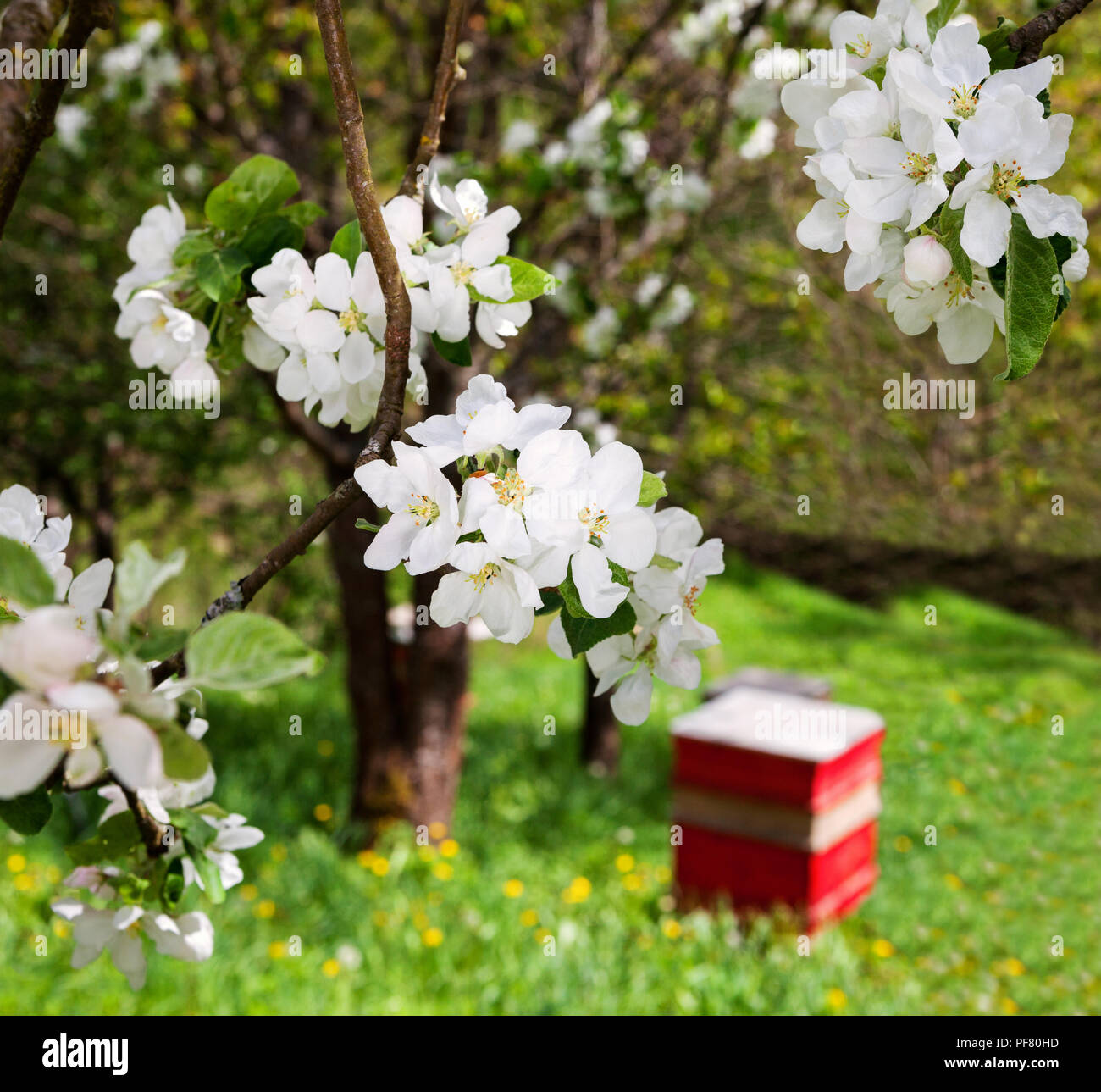 Blossom Apfelbaum und Biene - Garten Stockfotografie - Alamy