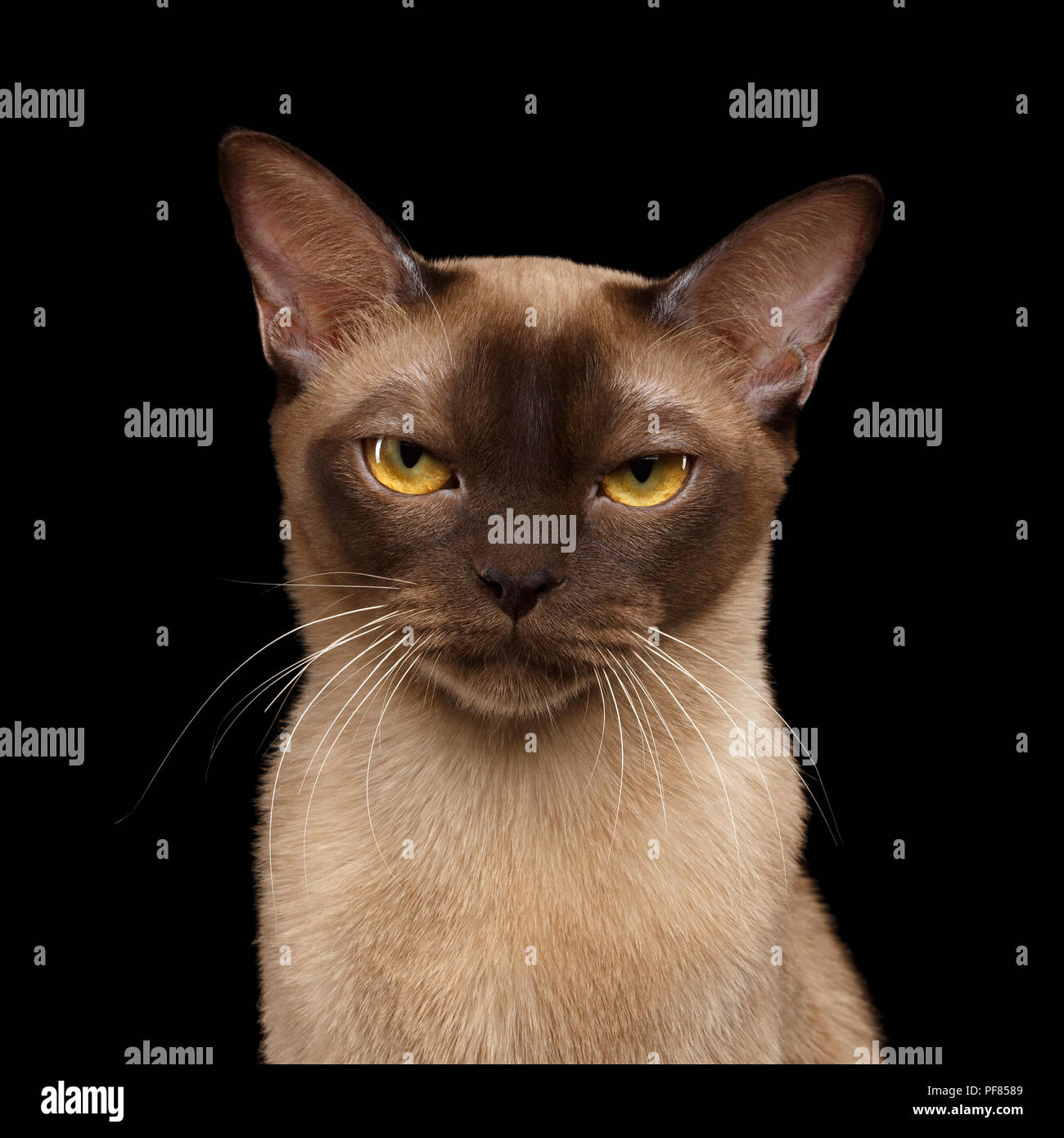 Cat claw angry -Fotos und -Bildmaterial in hoher Auflösung – Alamy