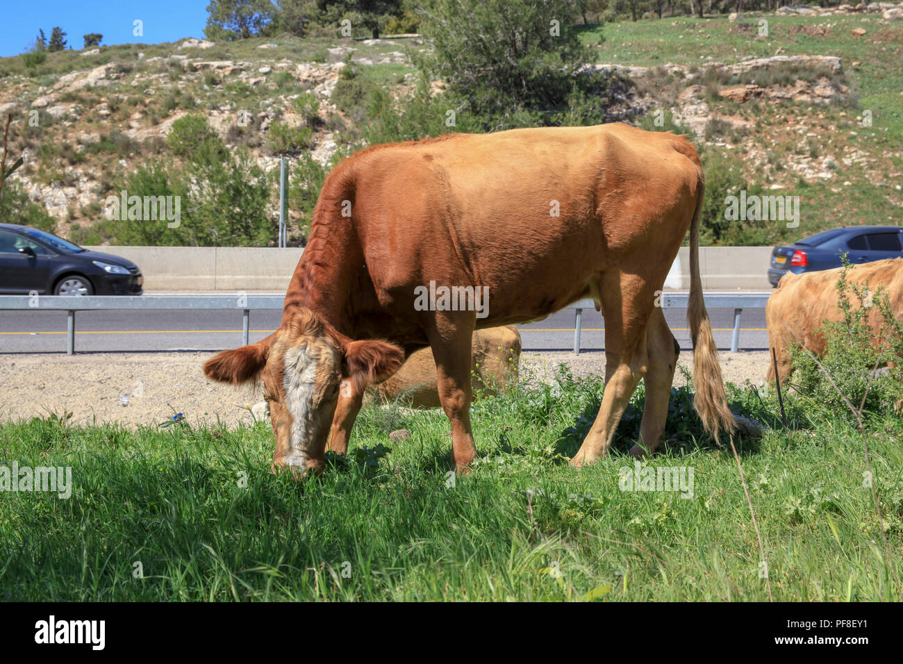 Rinder weiden viehhaltung landwirtschaft -Fotos und -Bildmaterial in ...