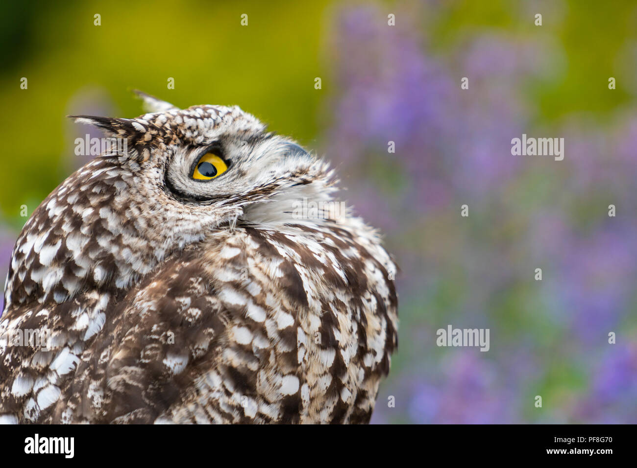 Afrikanischer raubvogel -Fotos und -Bildmaterial in hoher Auflösung – Alamy