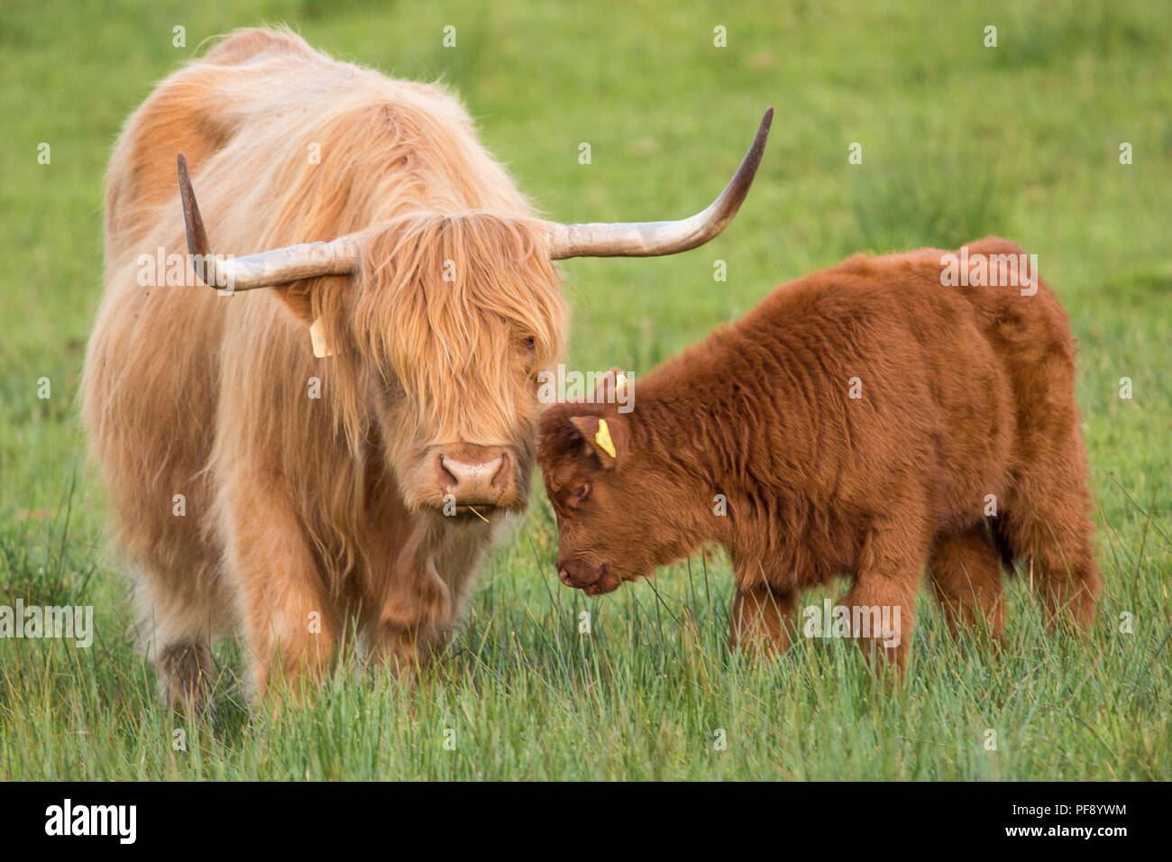 Mutter mit kalb -Fotos und -Bildmaterial in hoher Auflösung – Alamy