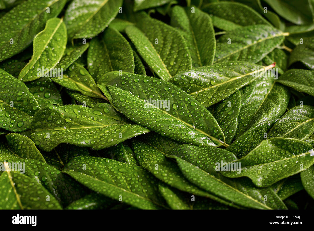 Wassertropfen formen -Fotos und -Bildmaterial in hoher Auflösung – Alamy