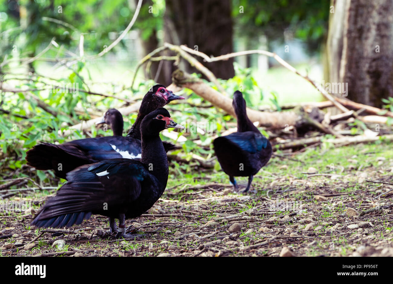 Cayuga ducks -Fotos und -Bildmaterial in hoher Auflösung – Alamy
