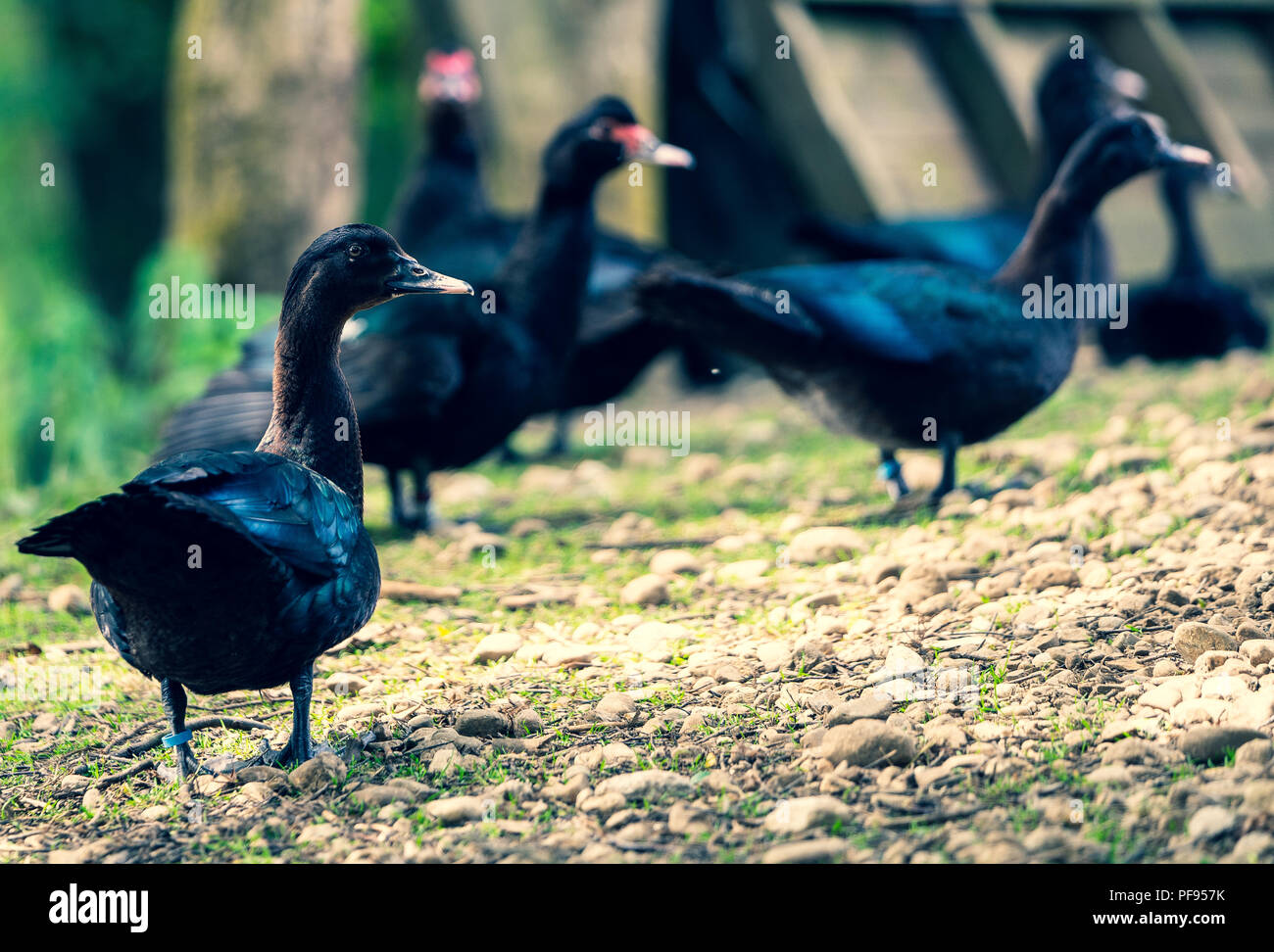 Schwarze cayuga enten Stockfotos und -bilder Kaufen - Alamy