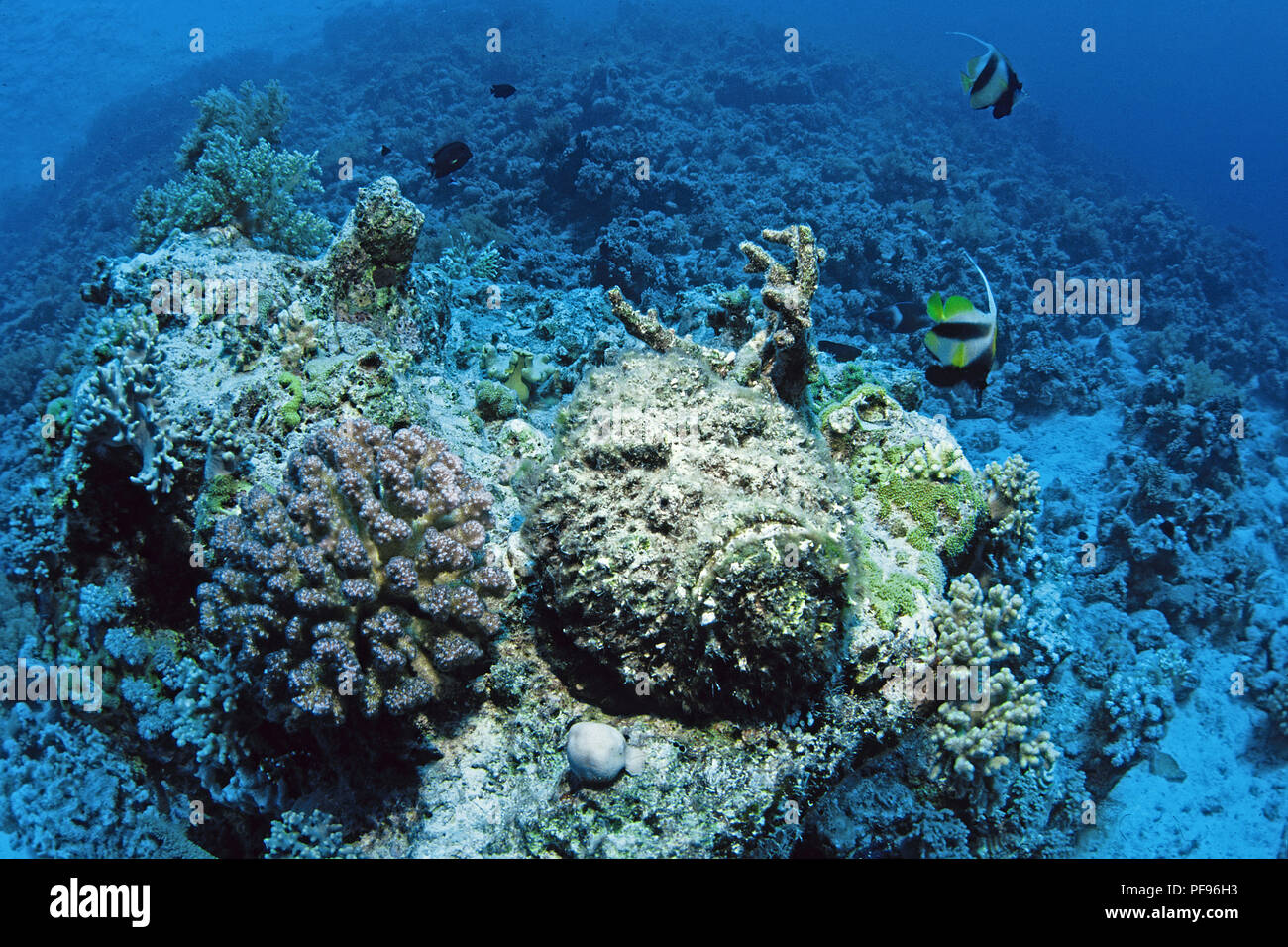 Echter Steinfisch Stockfotos und -bilder Kaufen - Alamy