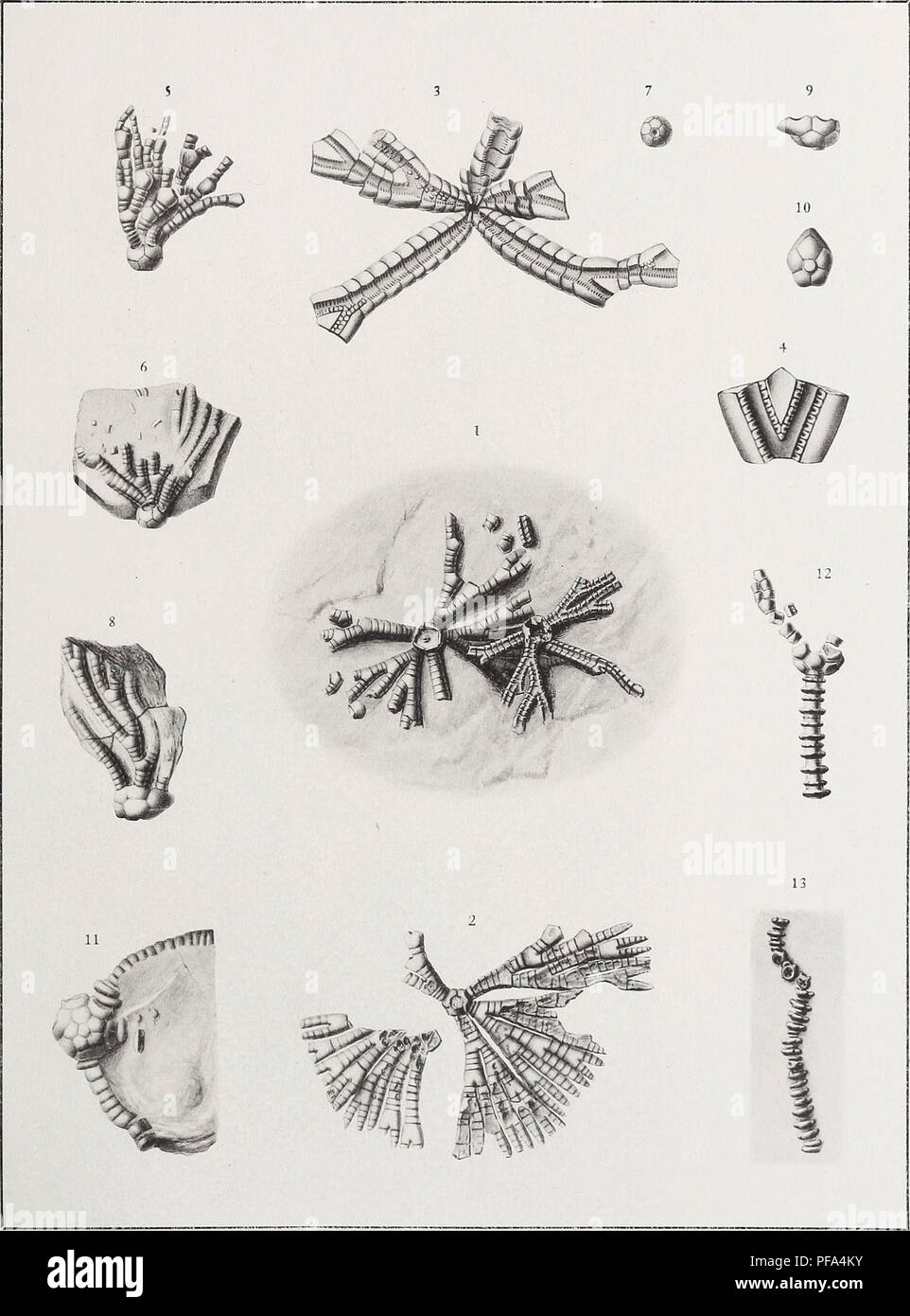 . Die Devonischen Crinoiden des Staates New York. Crinoidea, Fossil ...