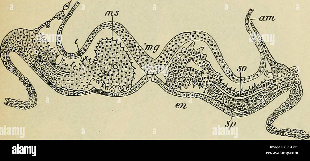 Zervikale region -Fotos und -Bildmaterial in hoher Auflösung – Alamy