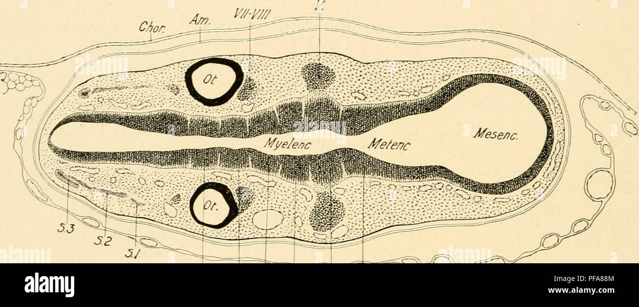 . Die Entwicklung der Küken; eine Einführung in die embryologie. Vögel ...