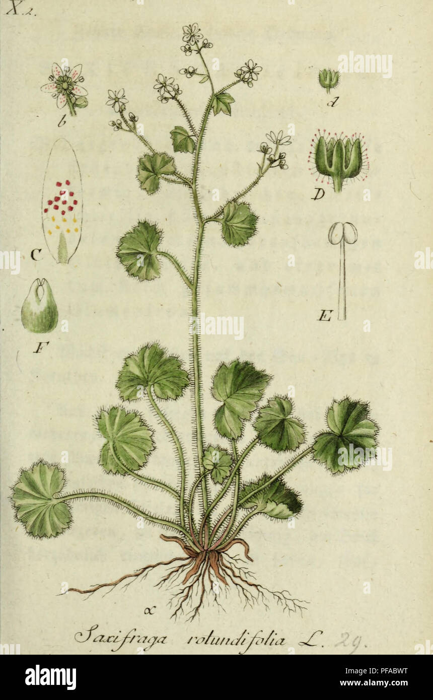 Jacob Sturms *Deutschlands Flora in Abbildungen nach der Natur* ist ein ...