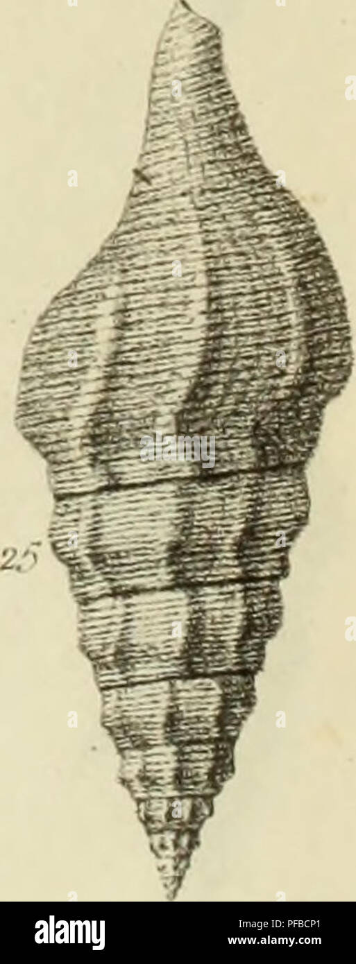 . Beschreibung des coquilles Fossilien des Umgebung de Paris. Muscheln ...