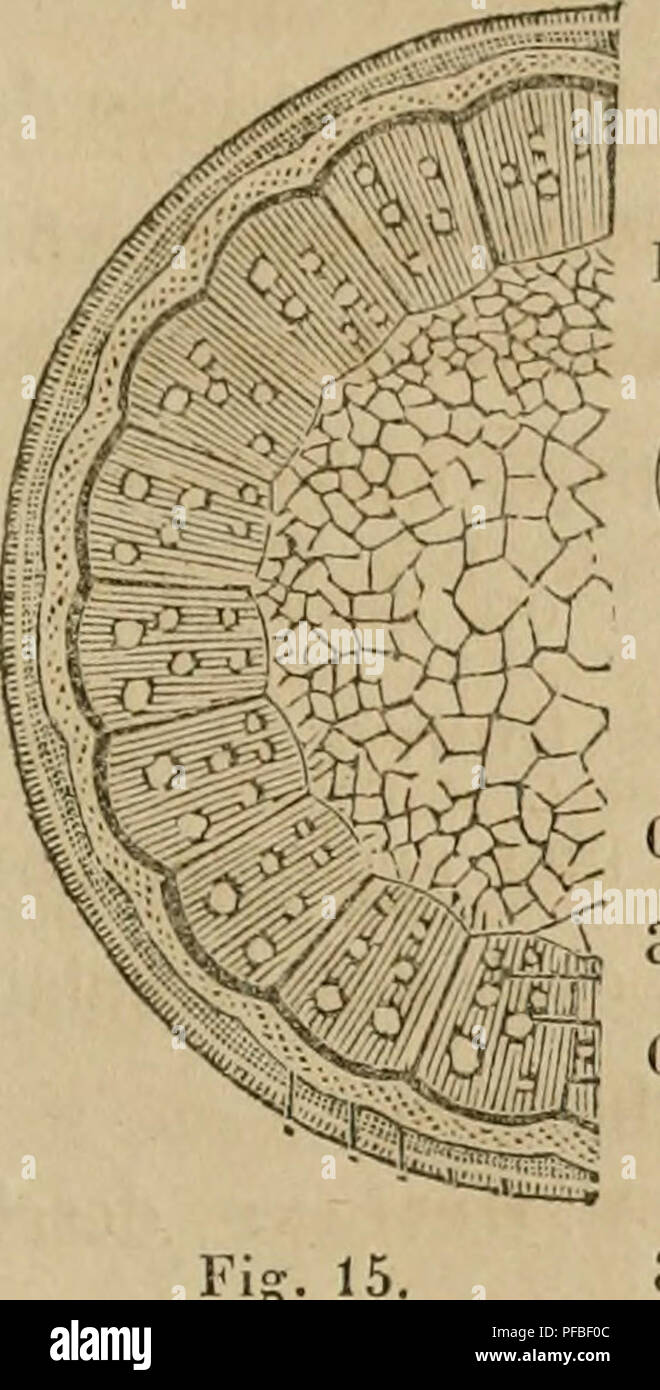 Tiger Ligneuse Stockfotos und -bilder Kaufen - Alamy