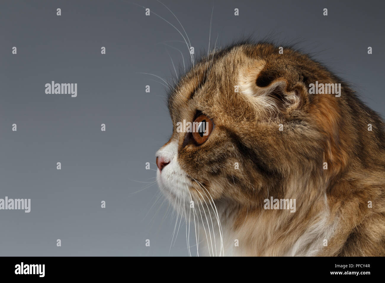 Black white tabby cat profile -Fotos und -Bildmaterial in hoher ...