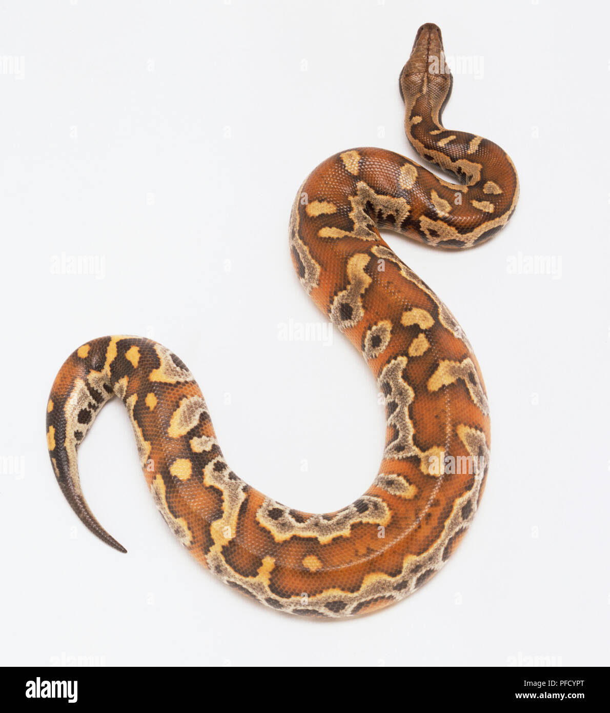 Blood python -Fotos und -Bildmaterial in hoher Auflösung – Alamy