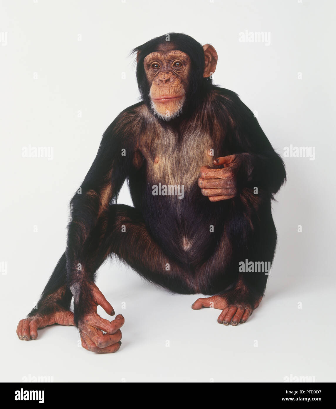 Schimpansen evolution -Fotos und -Bildmaterial in hoher Auflösung – Alamy