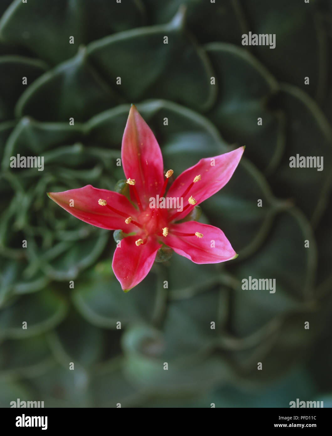 Rosa sternkaktus Stockfotos und -bilder Kaufen - Alamy