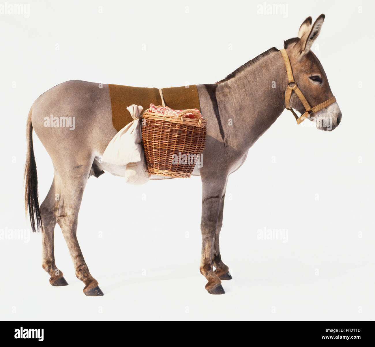 Stehend Esel mit Weidenkörbe hängt über dem Rücken, von der Seite ...