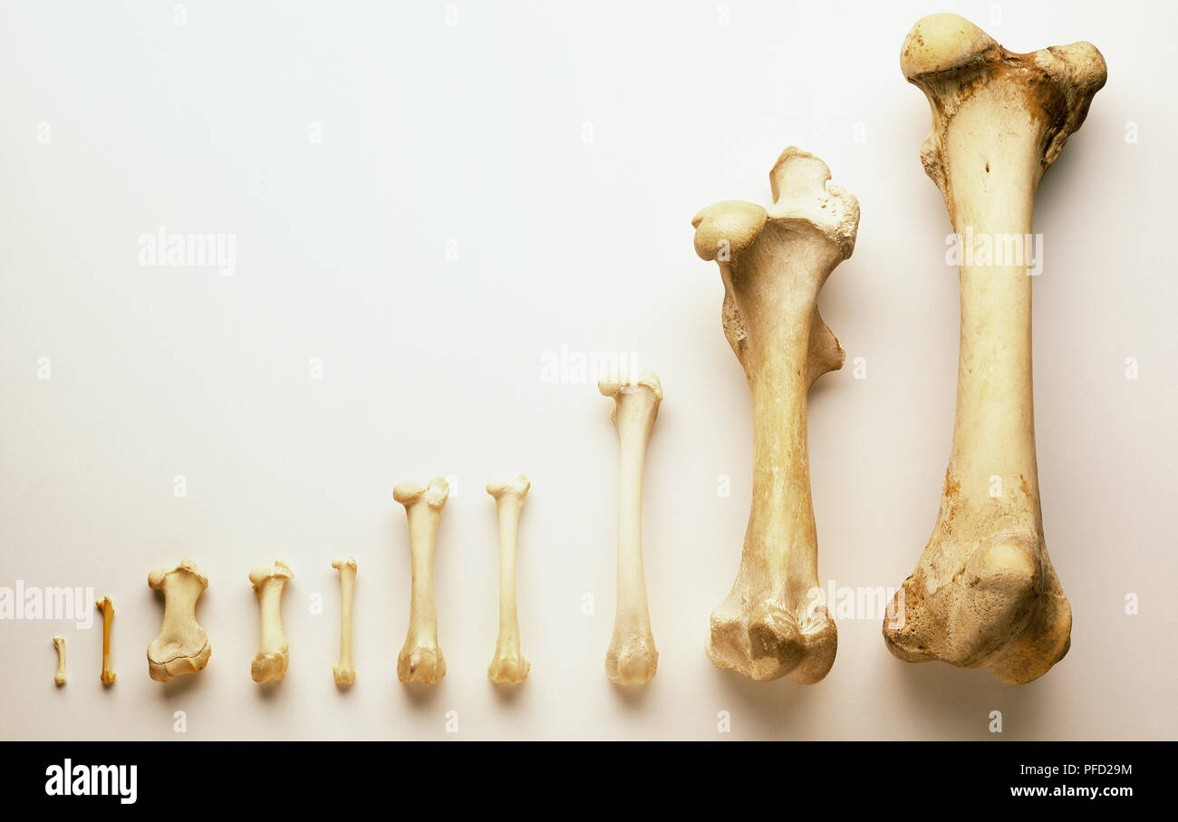 Katzen skelett -Fotos und -Bildmaterial in hoher Auflösung – Alamy