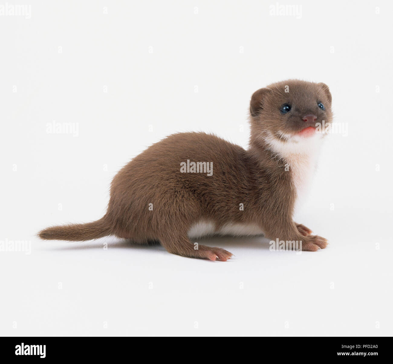 Baby Wiesel (Mustela sp Stockfotografie - Alamy