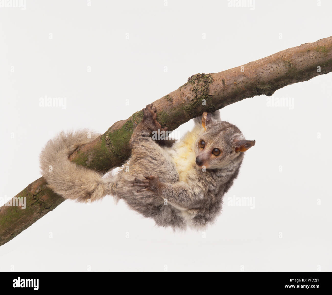 Galago galago senegalensis -Fotos und -Bildmaterial in hoher Auflösung ...